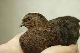 Live Quail & Quail Eggs Shipped Nationwide - | The Quail Store- Shop ...