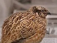Quail-Live Coturnix, Button, & Bobwhite Quail- Quail Supplies- Quail ...