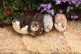 Live Quail & Quail Eggs Shipped Nationwide - | The Quail Store- Shop ...