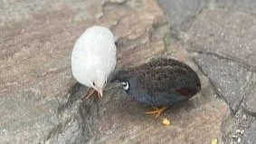 Live Quail & Quail Eggs Shipped Nationwide - | The Quail Store- Shop ...
