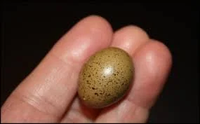 Live Quail & Quail Eggs Shipped Nationwide - | The Quail Store- Shop ...