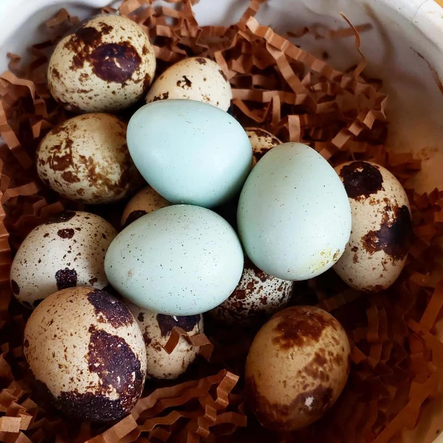 Shop Live Quail Online | Adult Coturnix & Button Quail- The Quail Store ...