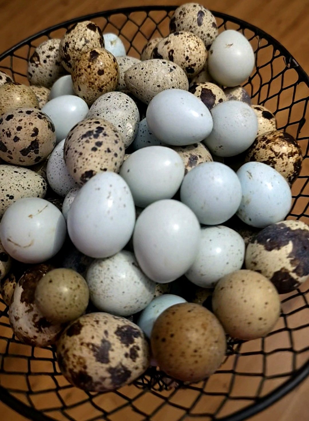 Live Quail & Quail Eggs Shipped Nationwide - | The Quail Store- Shop ...