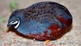 Live Quail & Quail Eggs Shipped Nationwide - | The Quail Store- Shop ...