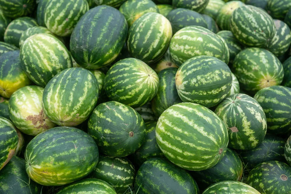 Watermelon Bash — Century Men's Society