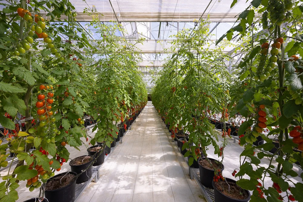 DPS Glenbrook Greenhouse — Ford Architects