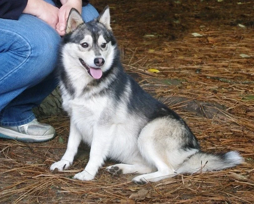 Beloved Little Huskies