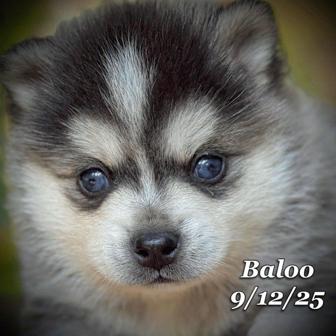 Available Pups — Beloved Little Huskies