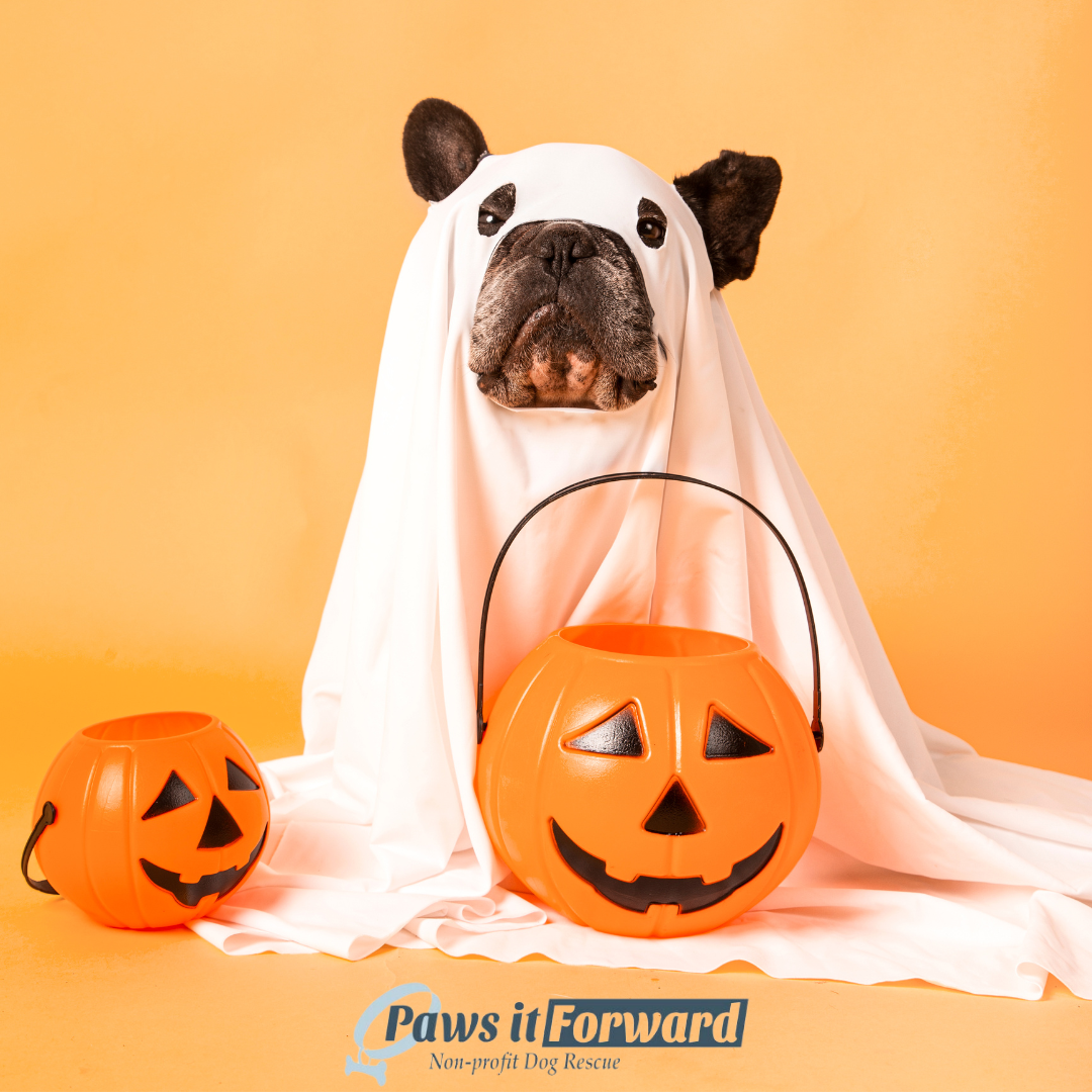 Halloween Howl at SpearHead Winery We’re throwing a Howl-oween party ...