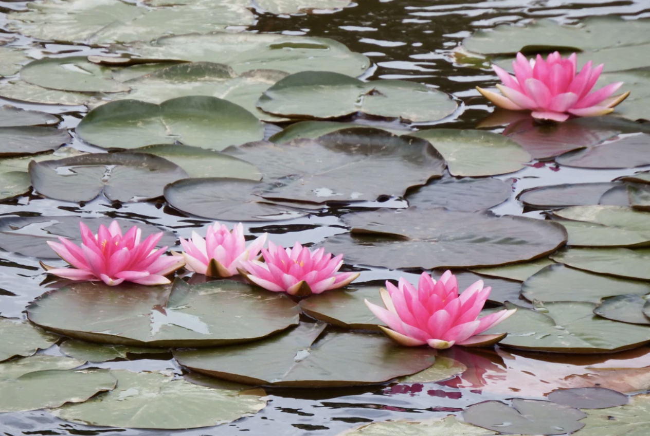 Guided Meditation — Chenrezig Institute