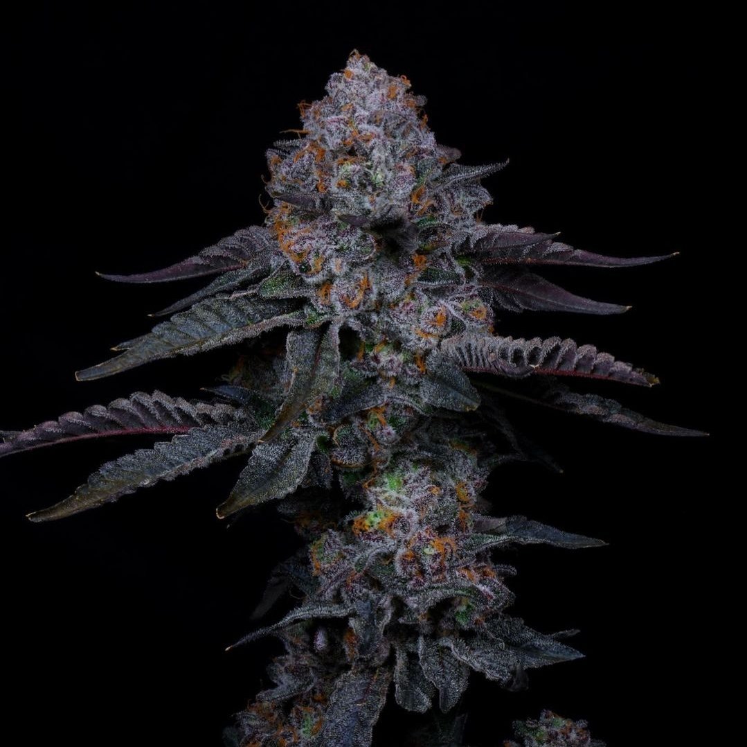 Contact — Ganja Palace