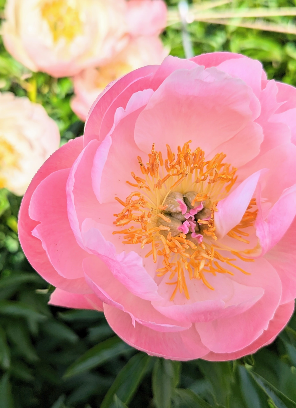 Tree Peonies vs. Herbaceous Peonies: A Comprehensive Guide. — Pash ...