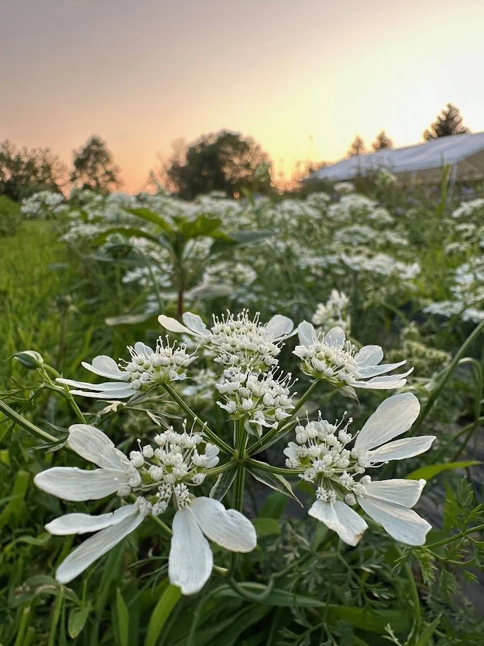 The Wandering Bee Flower Farm | Beautiful Blooms from The Farm
