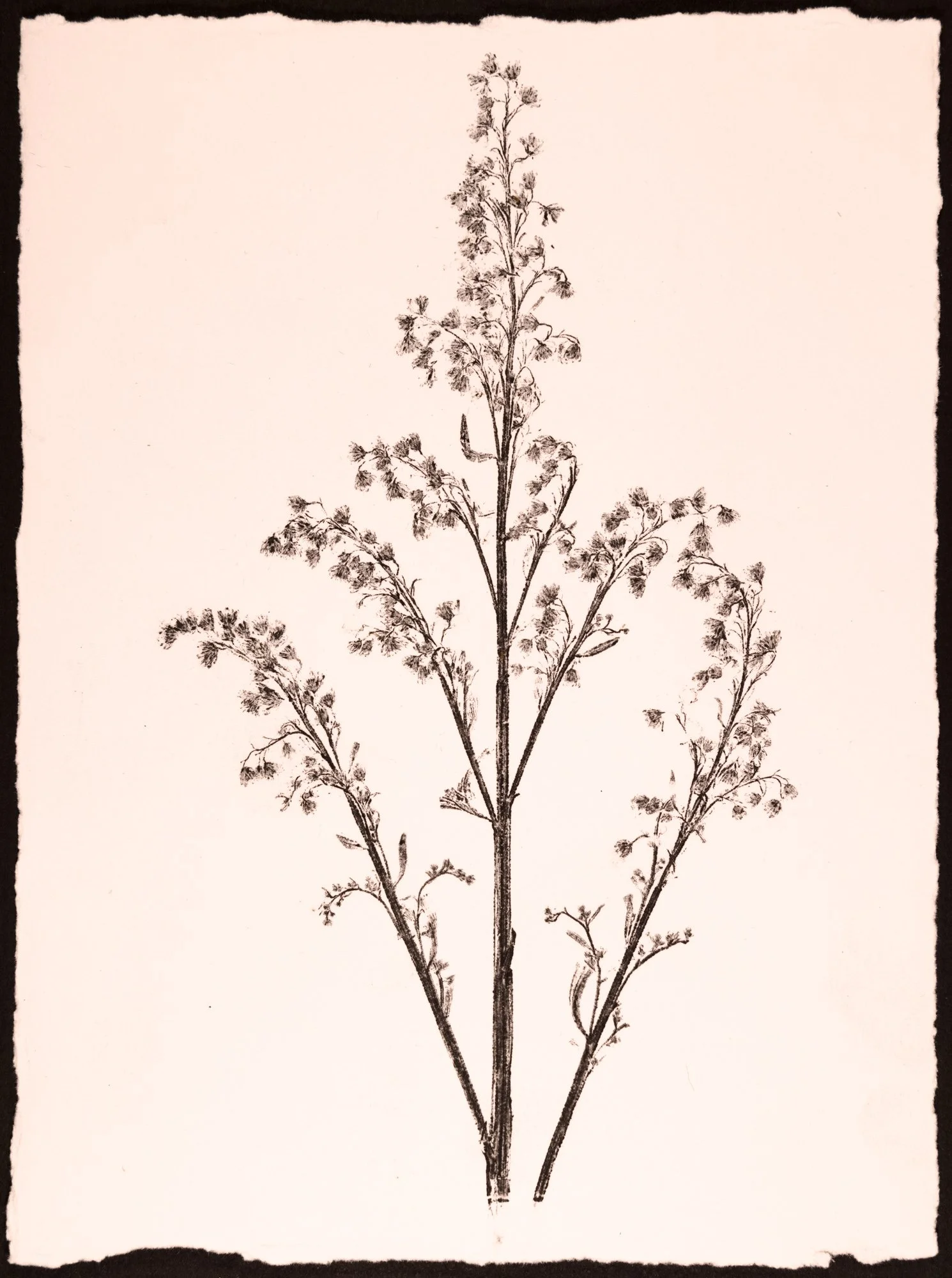 Botanical Prints — SARAH MARTINY