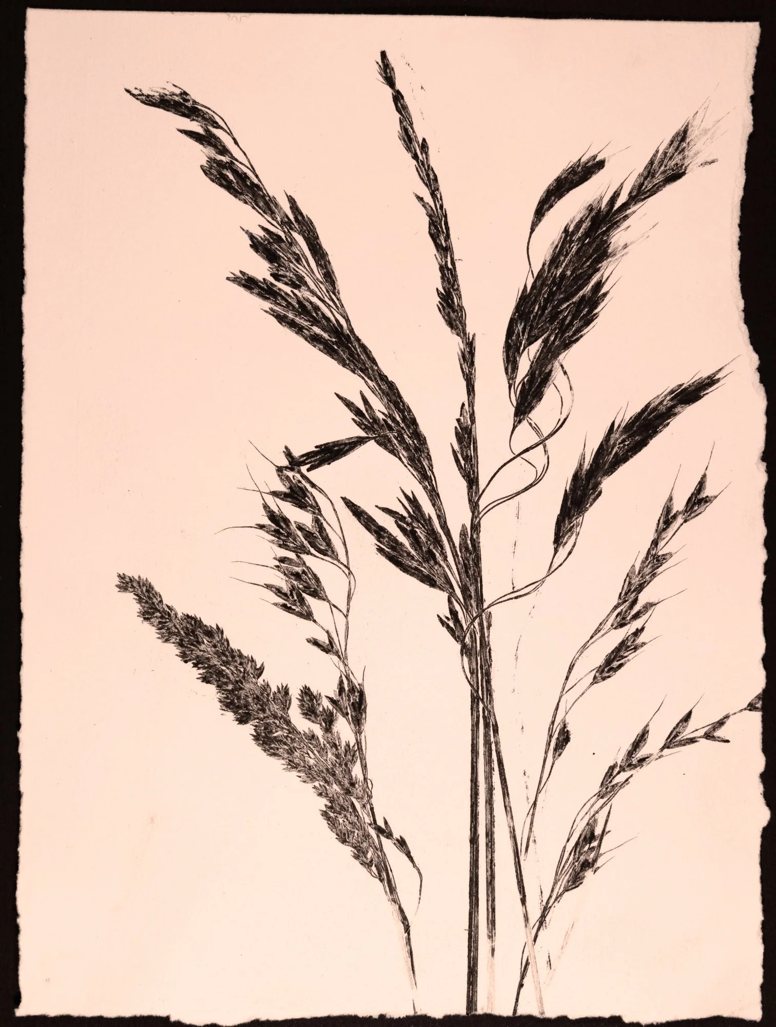 Botanical Prints — SARAH MARTINY