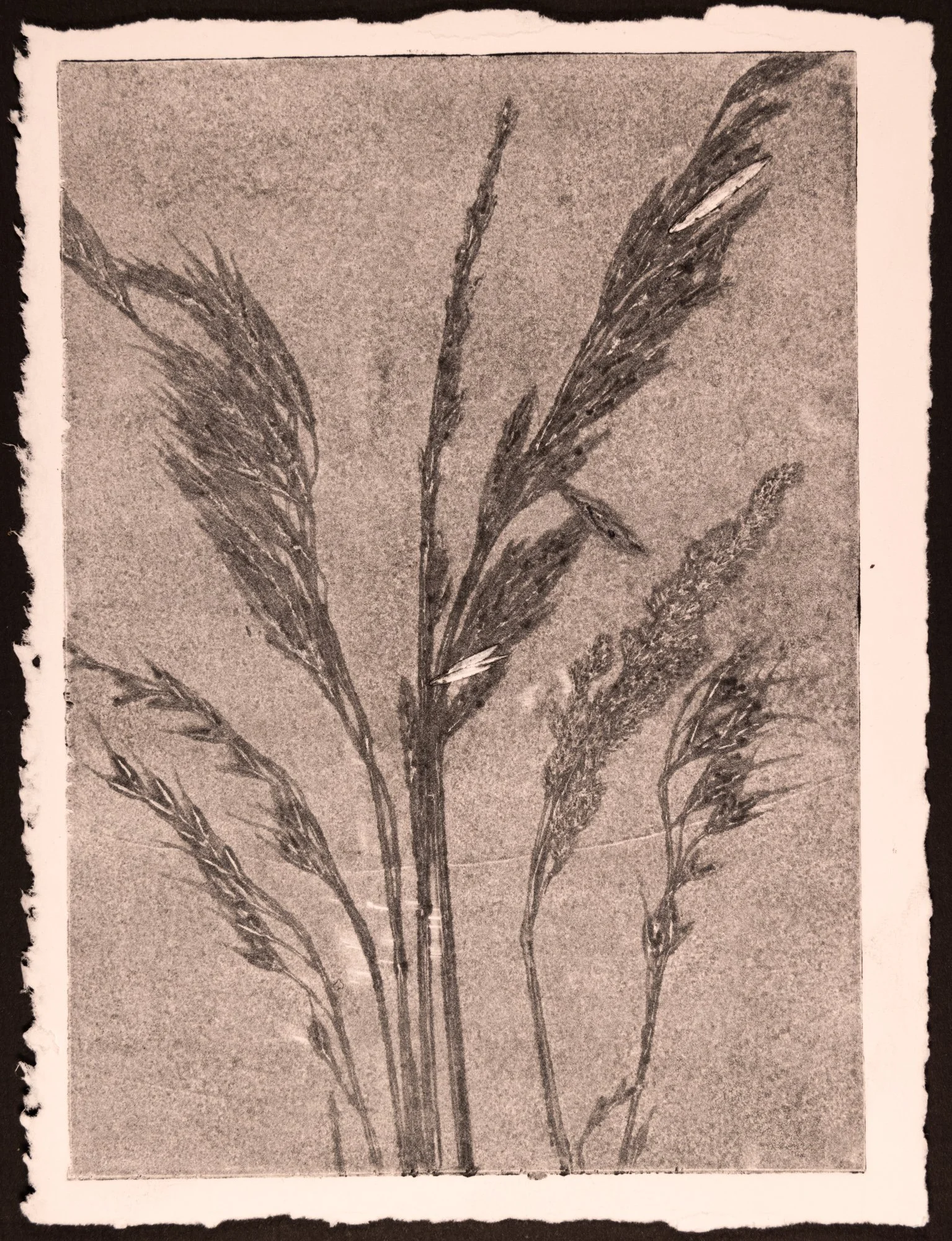 Botanical Prints — SARAH MARTINY