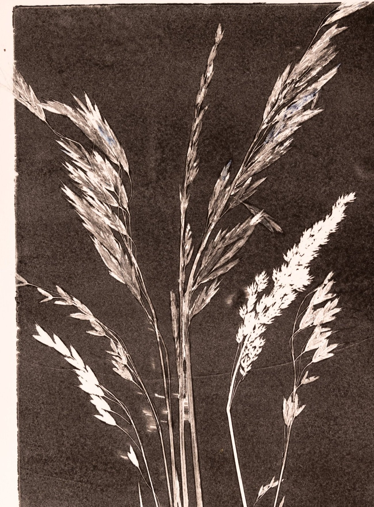 Botanical Prints — SARAH MARTINY