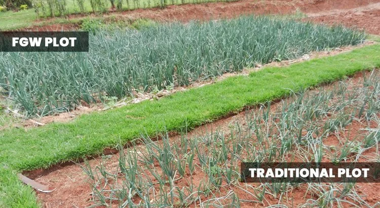 Farming God's Way — Creation Stewards International