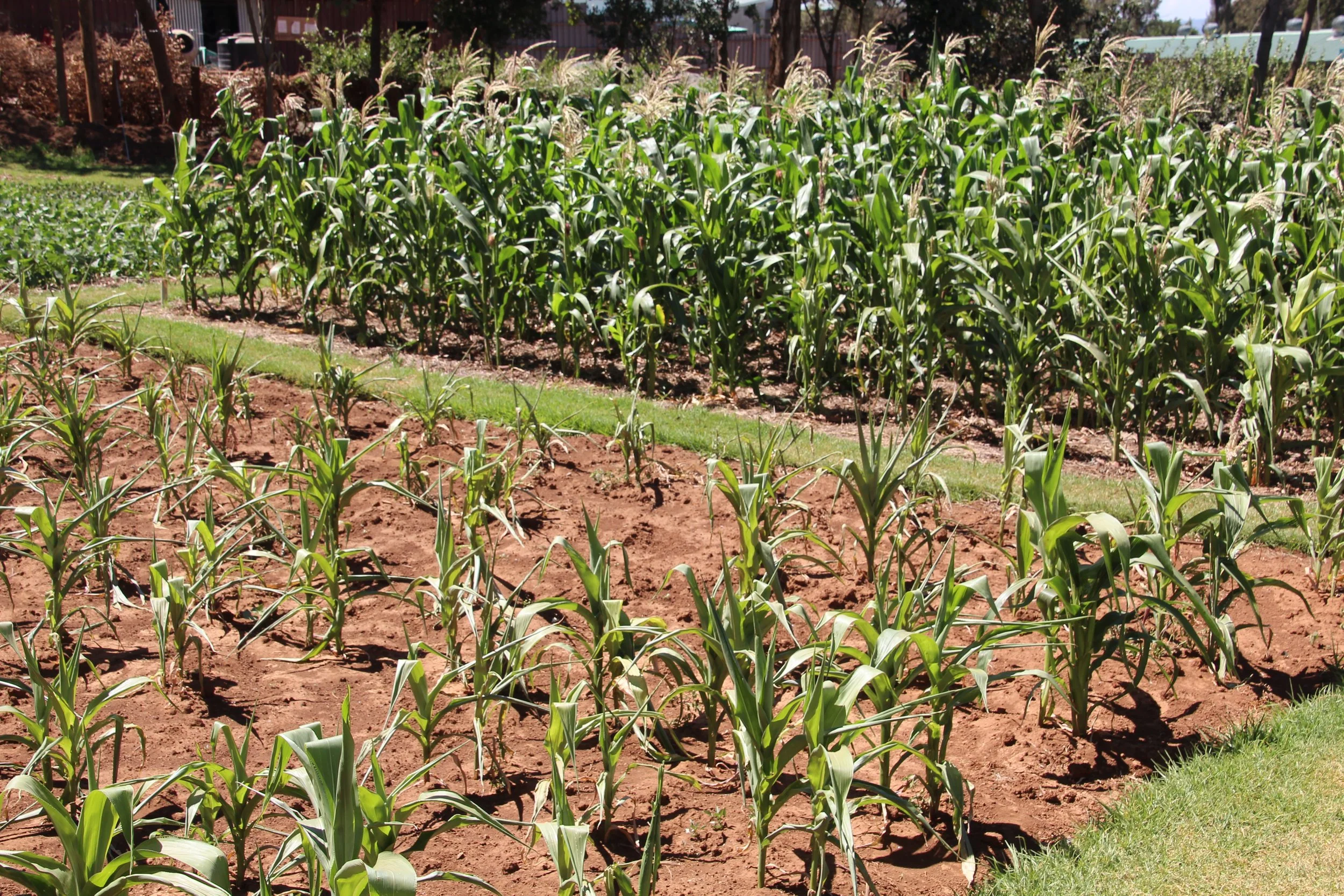 Farming God's Way — Creation Stewards International