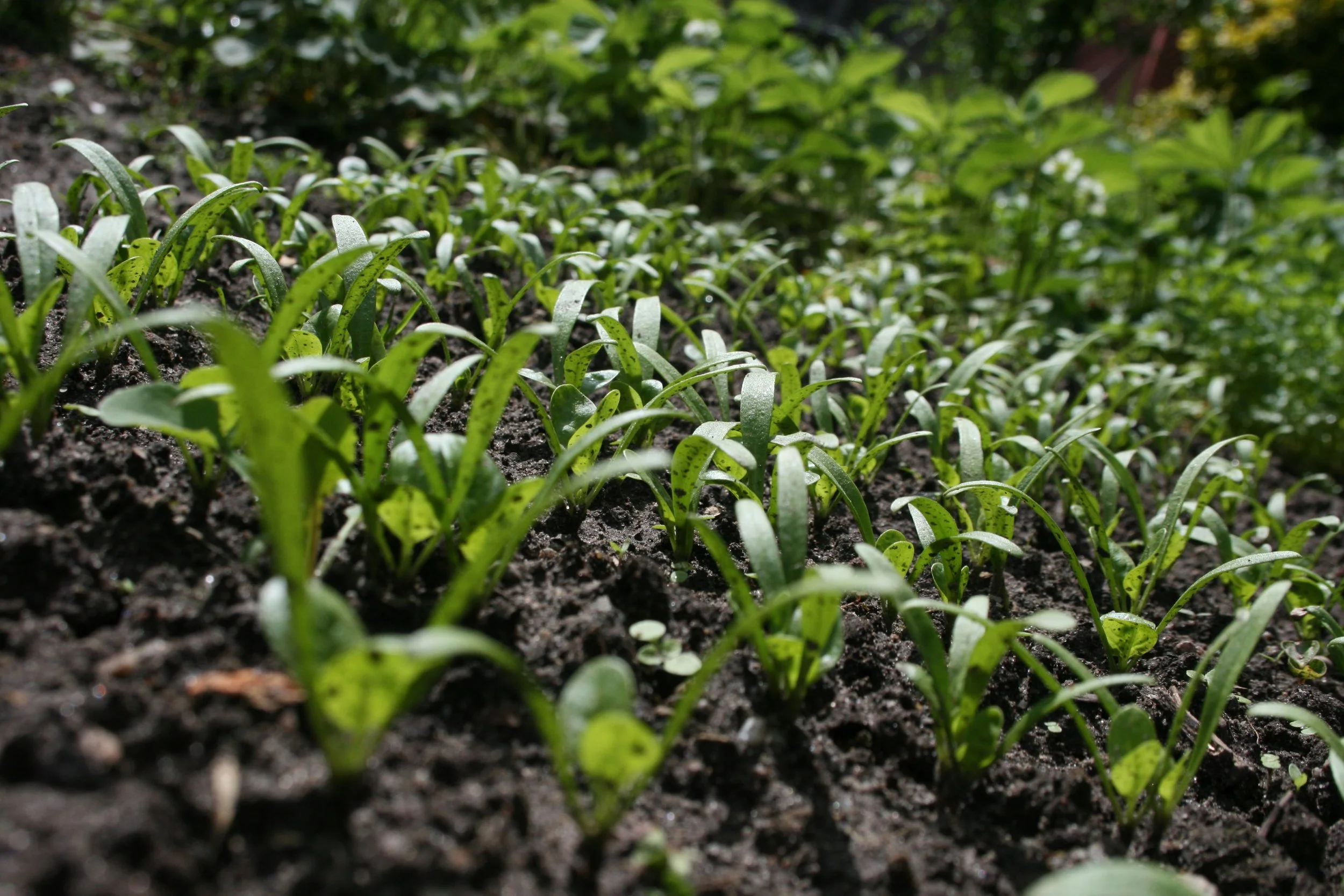 Farming God's Way — Creation Stewards International