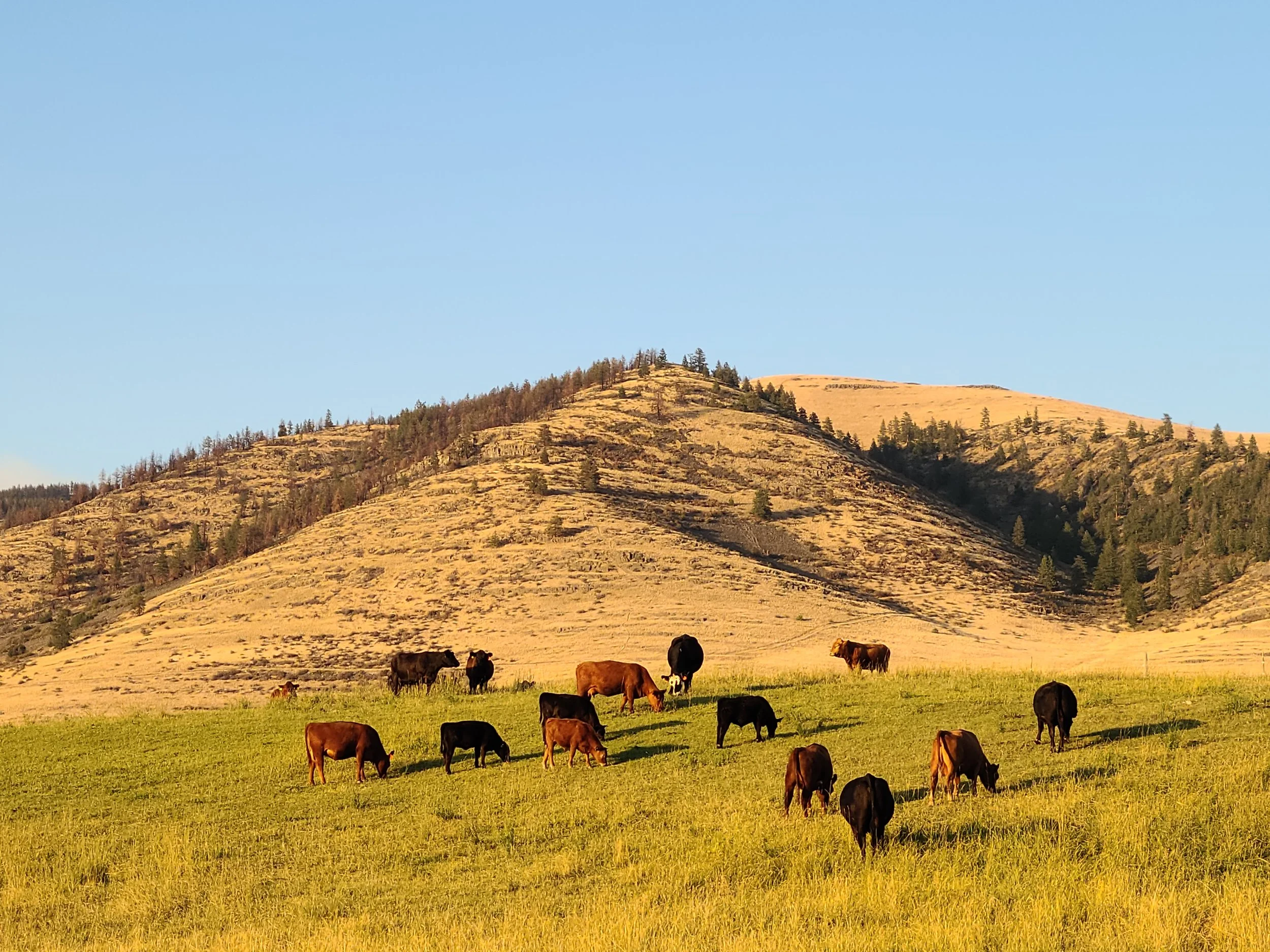 Cattle — 3MPH Ranch