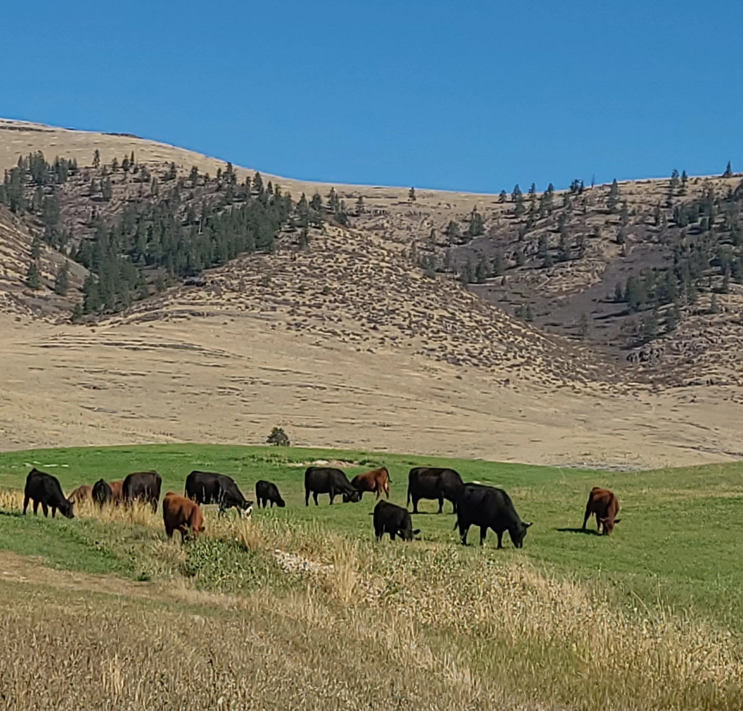 Cattle — 3MPH Ranch
