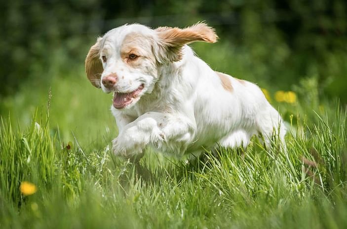 What's On — Weeton Show