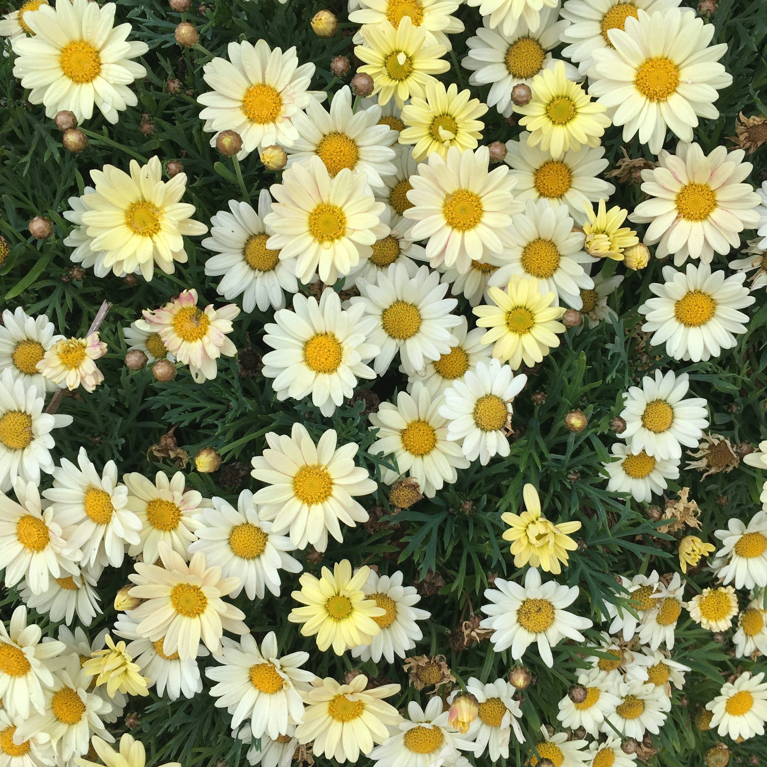 contact — SWEEDEEDEE