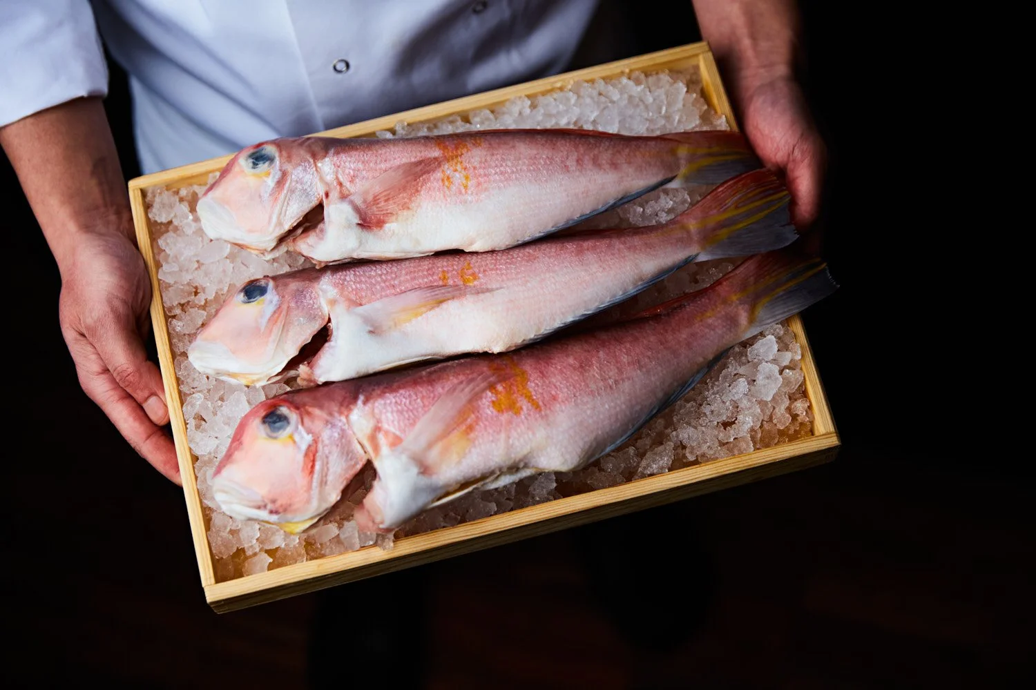 Mayha - Omakase Sushi Restaurant Marylebone