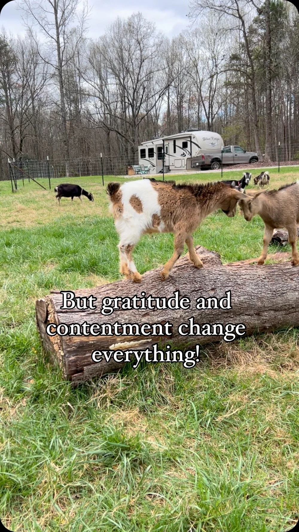 Shipshape Farm | Join the Adventure