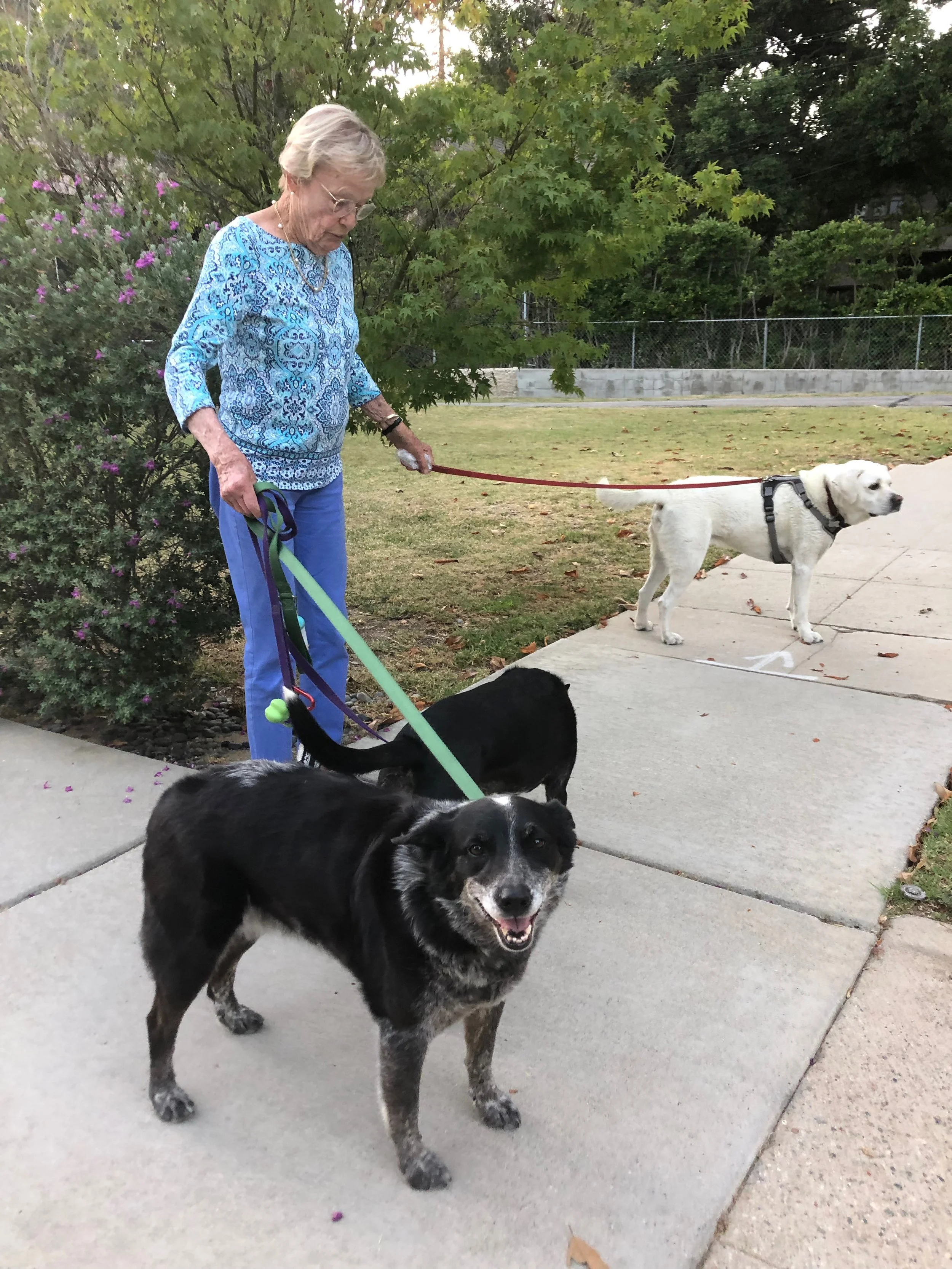 Canine Christmas — DeborahLappWords