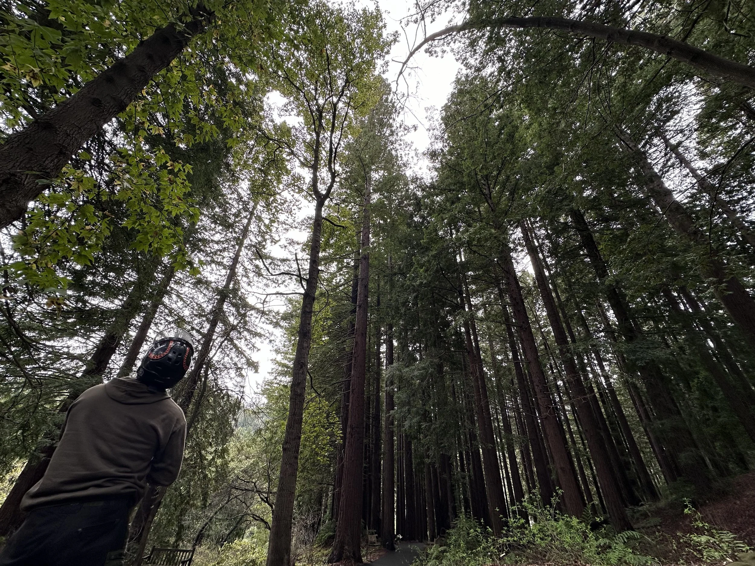 Cambium Tree Experts