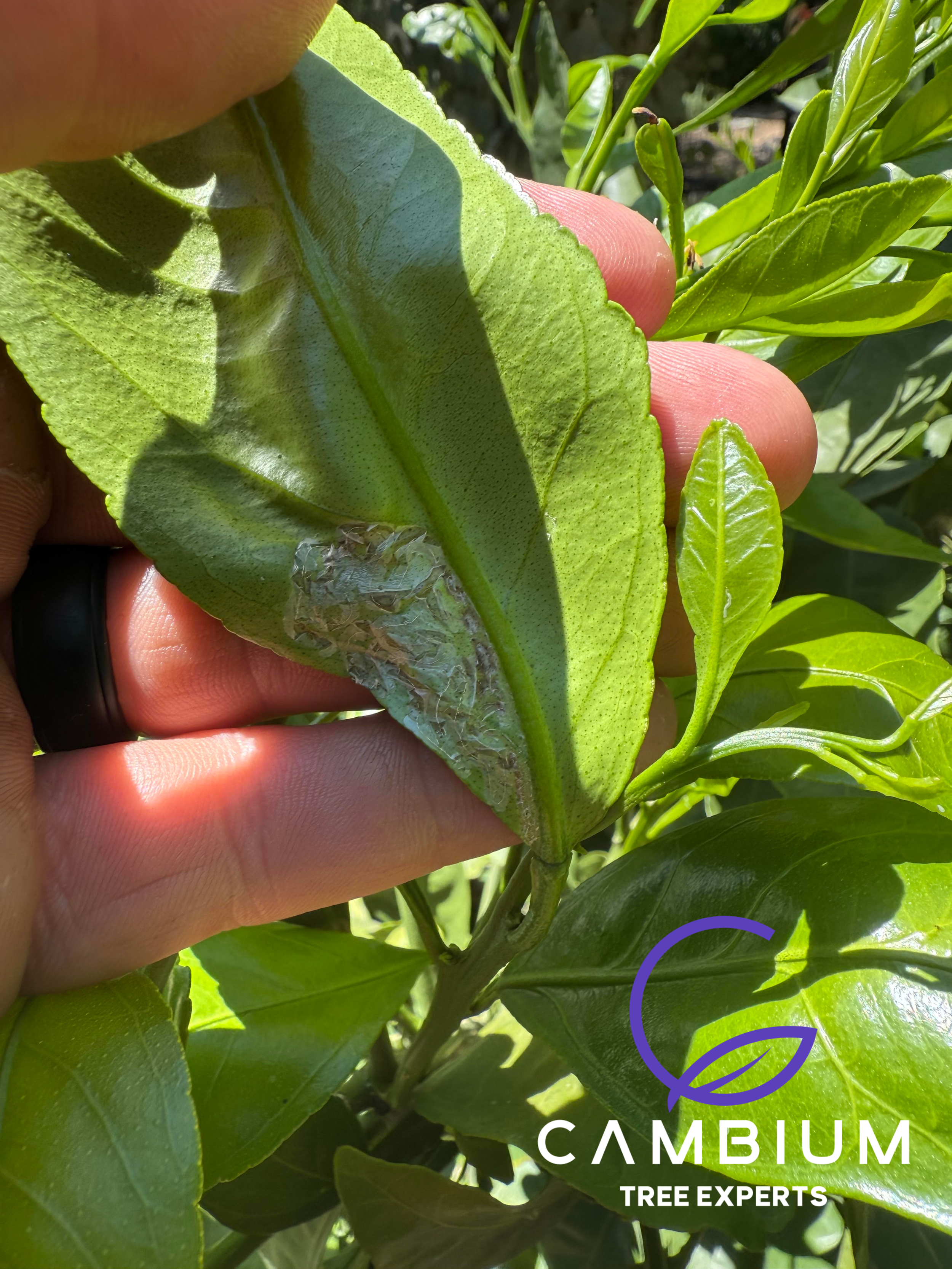 Citrus Pests to Watch for This Summer in Redlands, CA — Cambium Tree ...