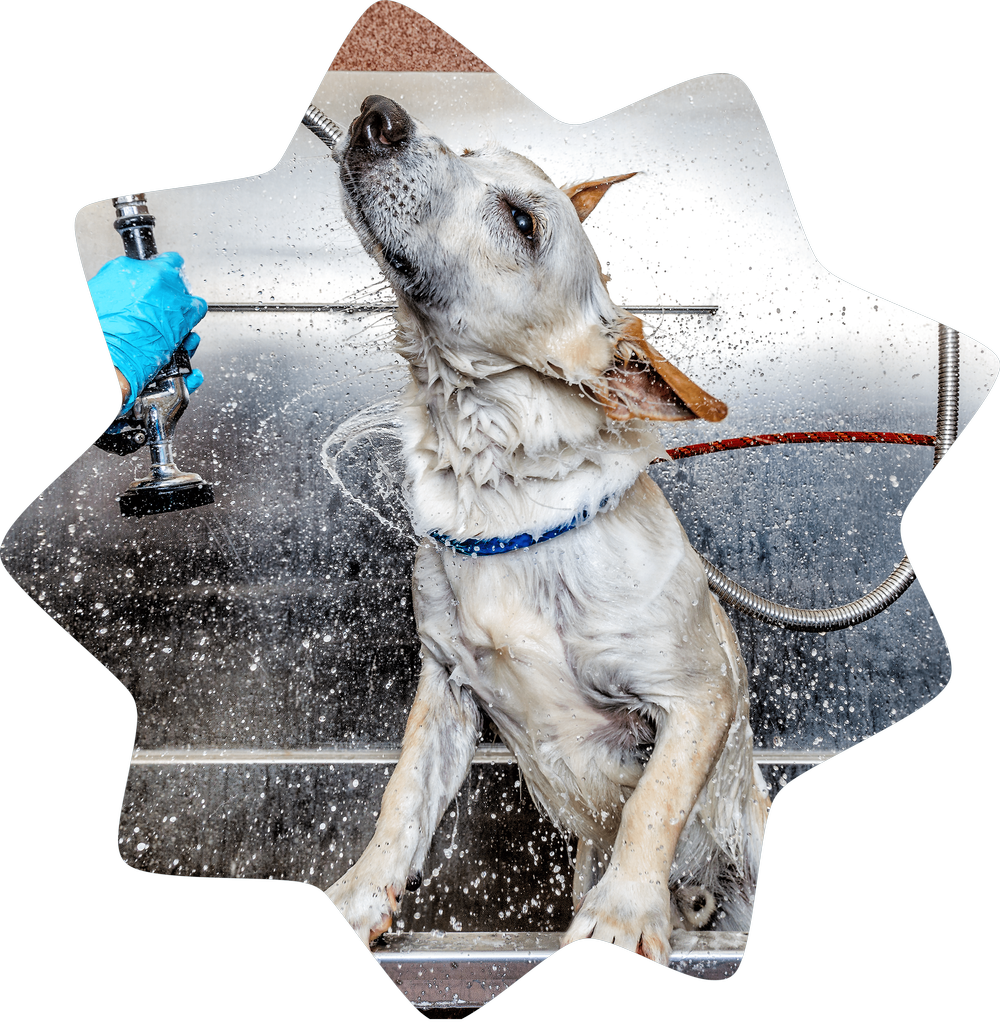 Palmerston North | Experience Fast, Clean Vehicles Now — Swish car wash