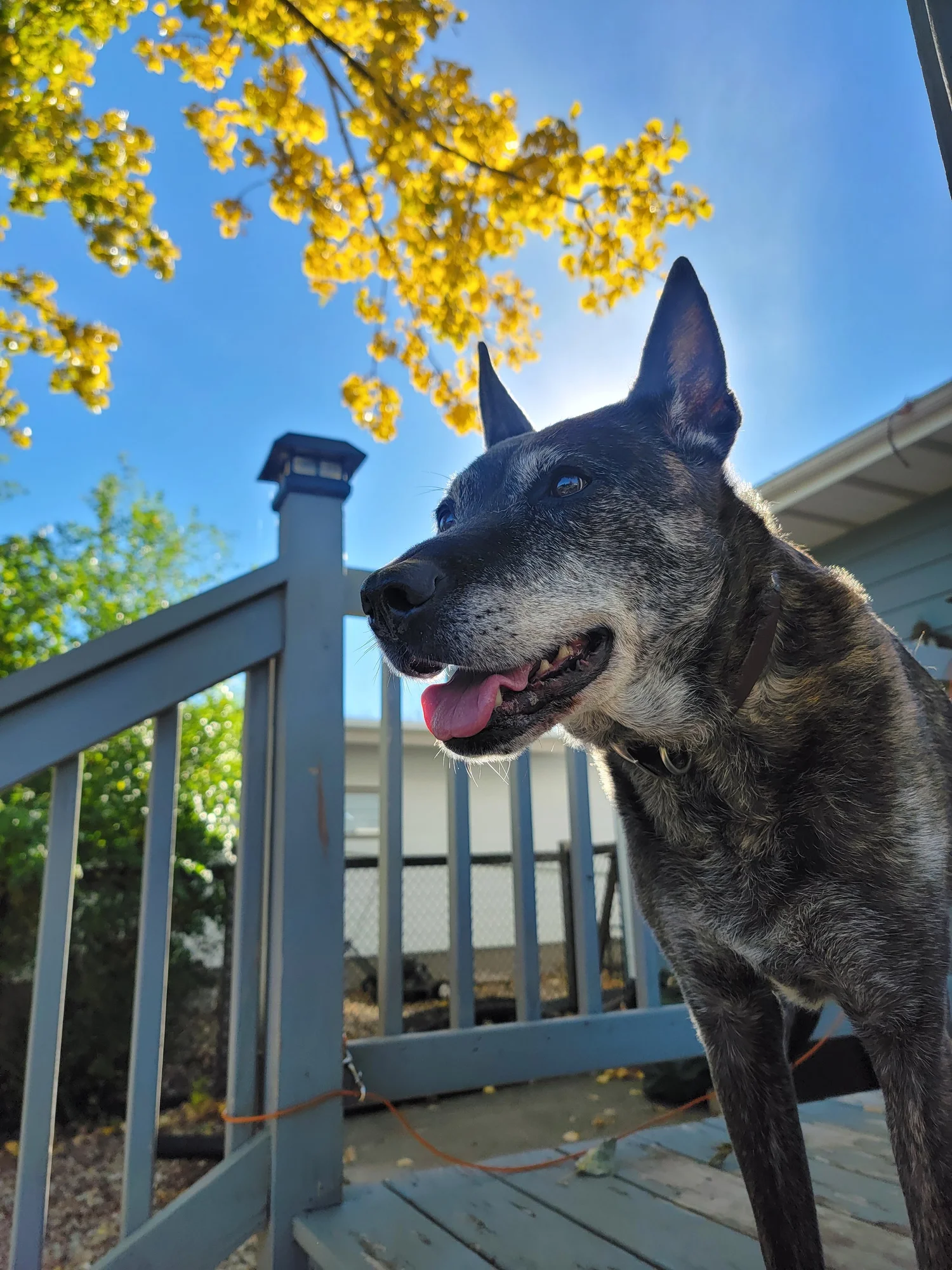 Our Dogs — ACTION AGILITY