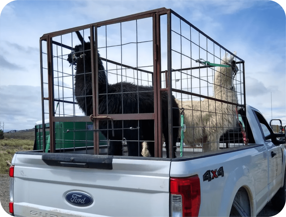 Fossil Ridge Pack Llamas