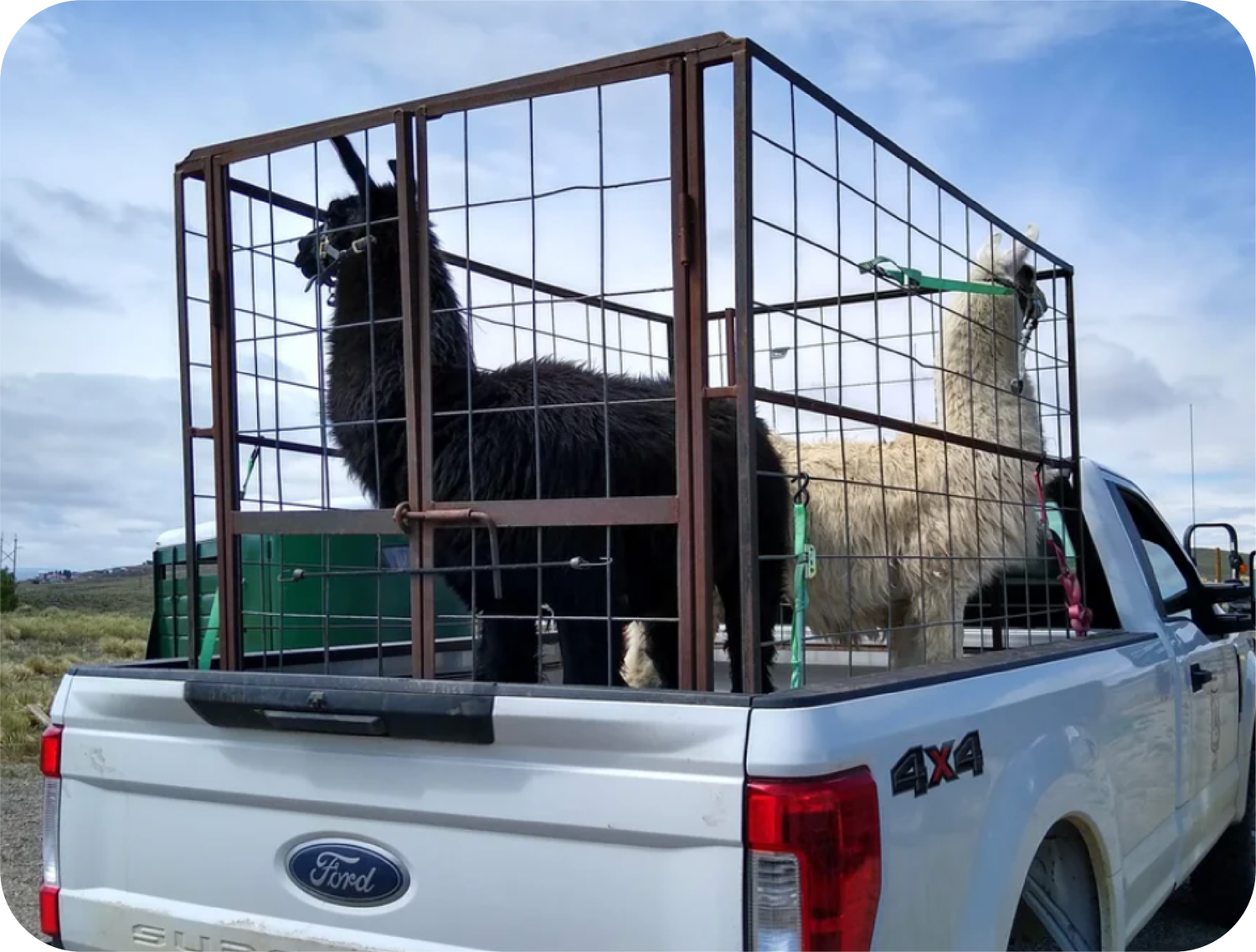 Fossil Ridge Pack Llamas