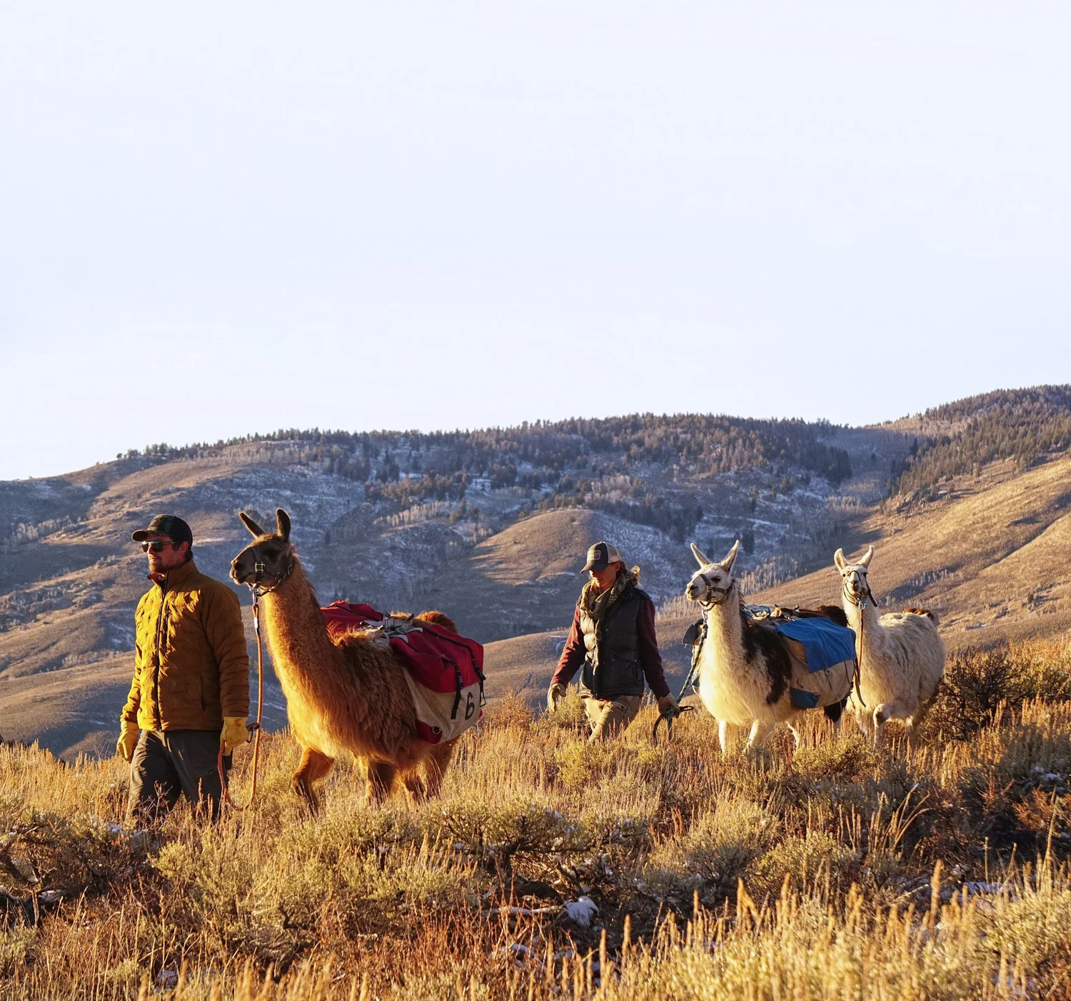 Fossil Ridge Pack Llamas