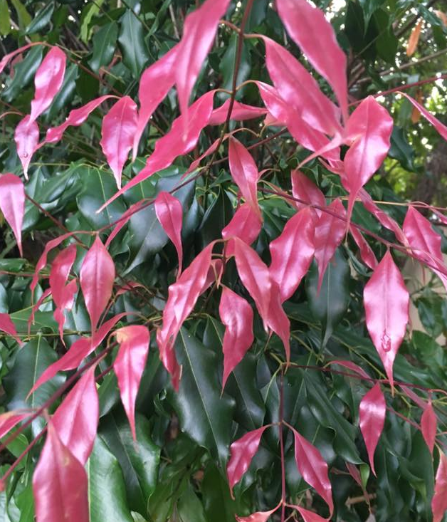 GO GREEN RAINFOREST NURSERY