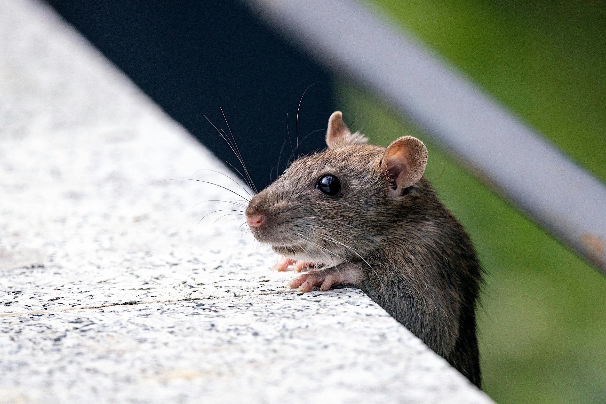 Florida Rodents: Identification, Risks, and How to Protect Your Orlando ...