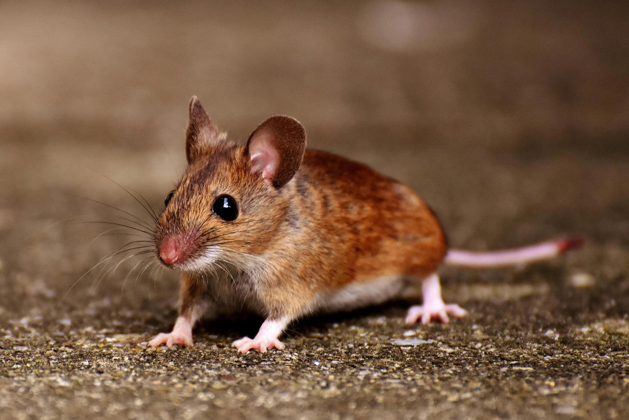 Florida Rodents: Identification, Risks, and How to Protect Your Orlando ...
