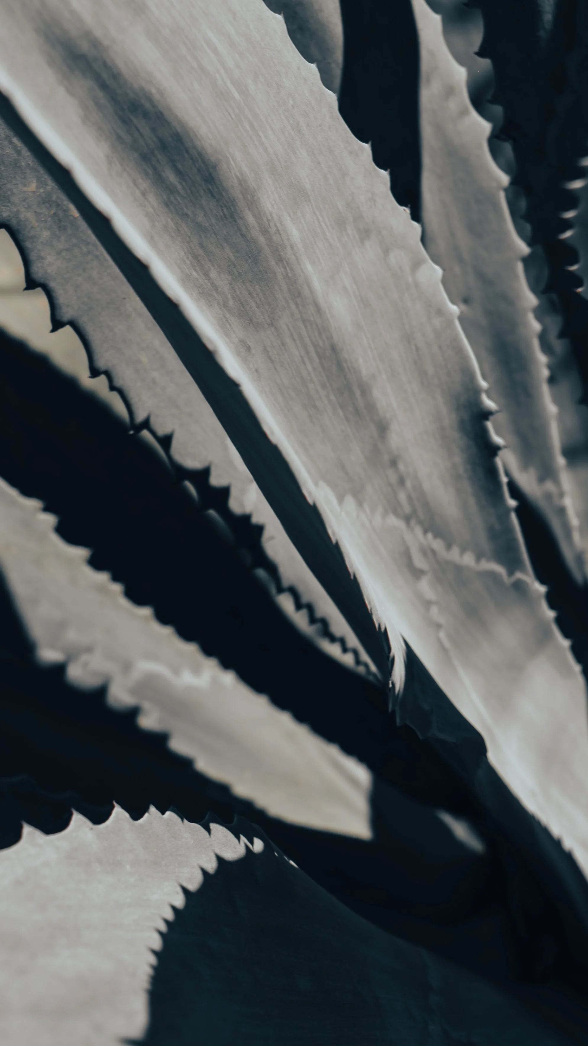 Events — SUELO SUR