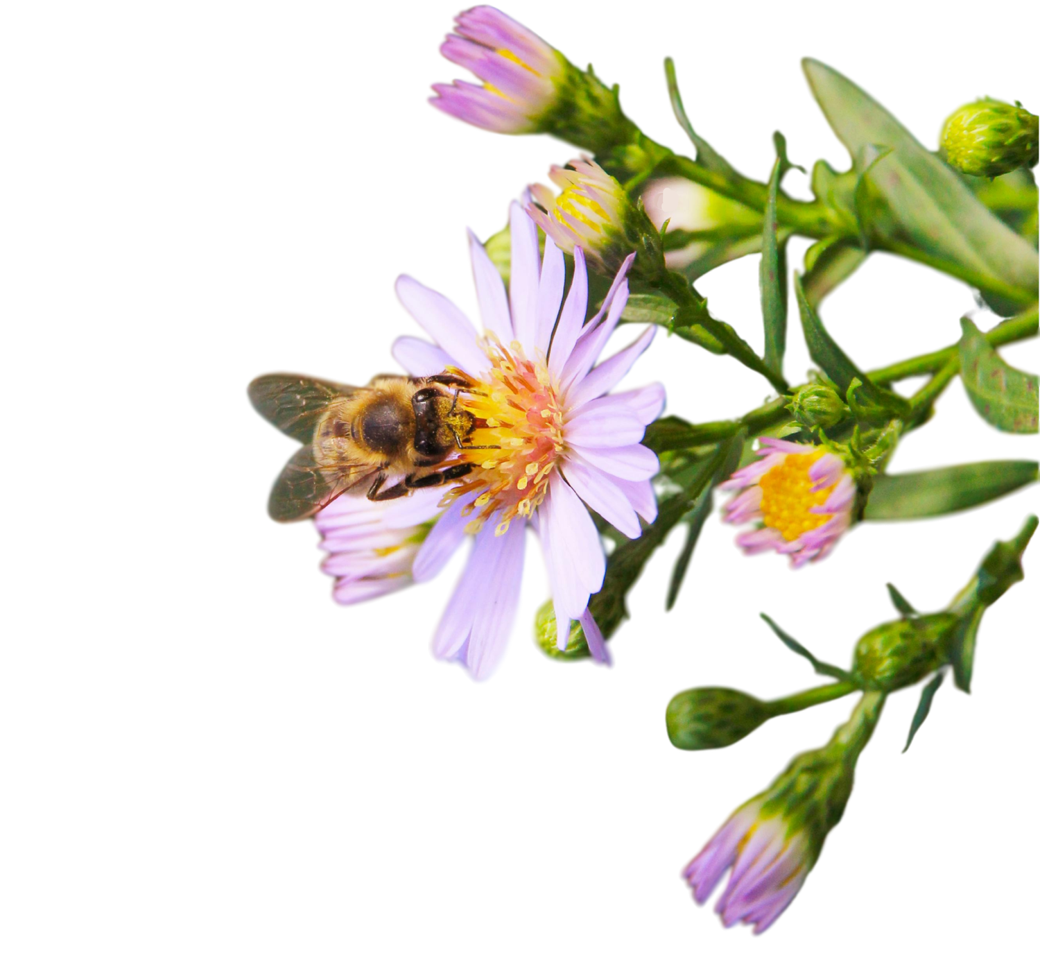 Learn beekeeping with our online courses — Technology Transfer Program