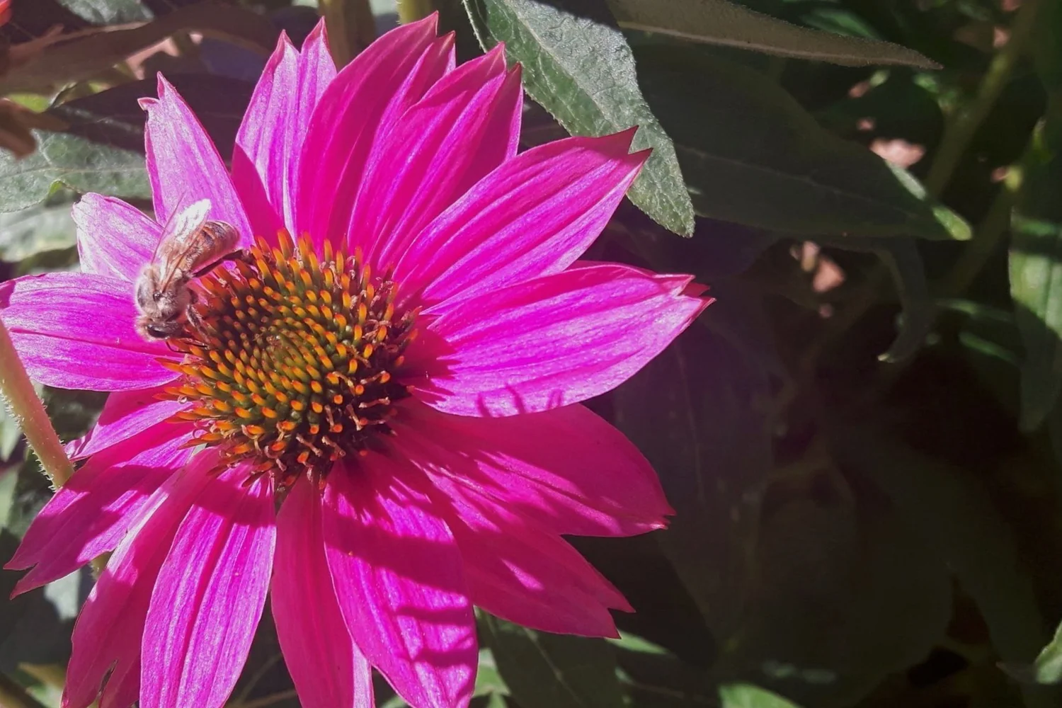 Resources for Beekeepers — Technology Transfer Program