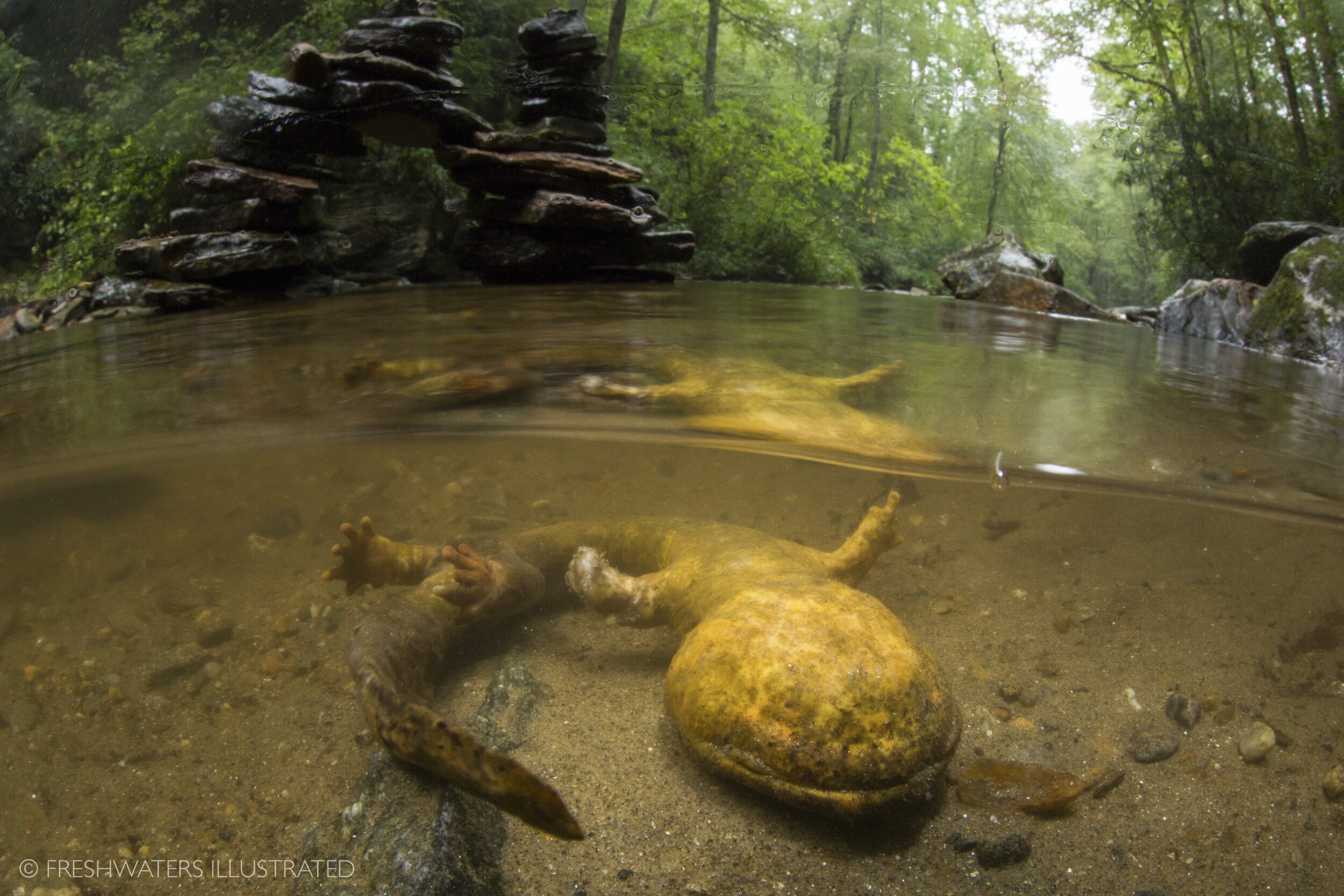 The Eastern Hellbender — The Hellbender Gathering of Poets