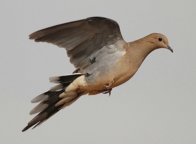 Hunting — BRB Ranch