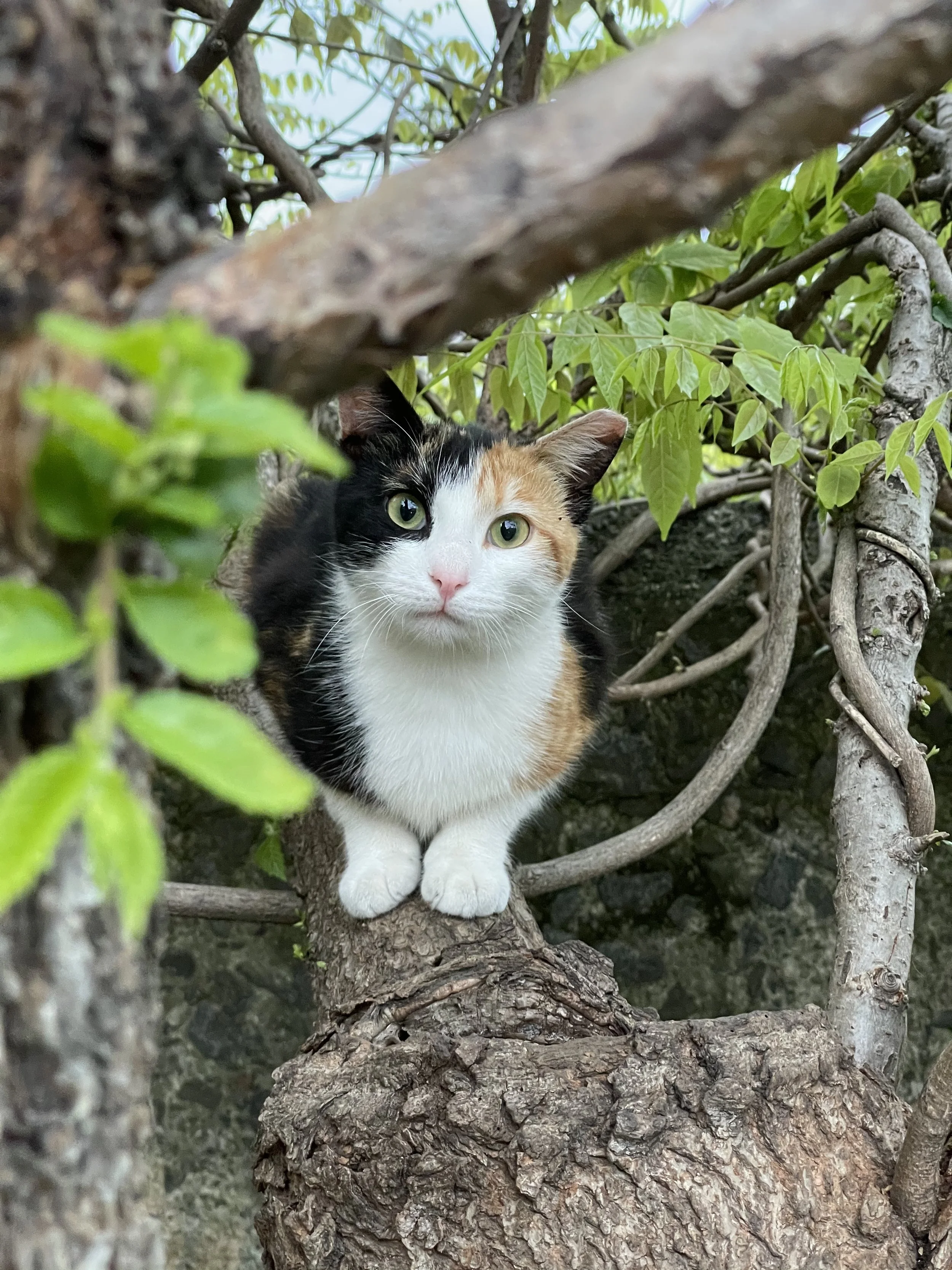 Outdoor Cats — CPAW NJ