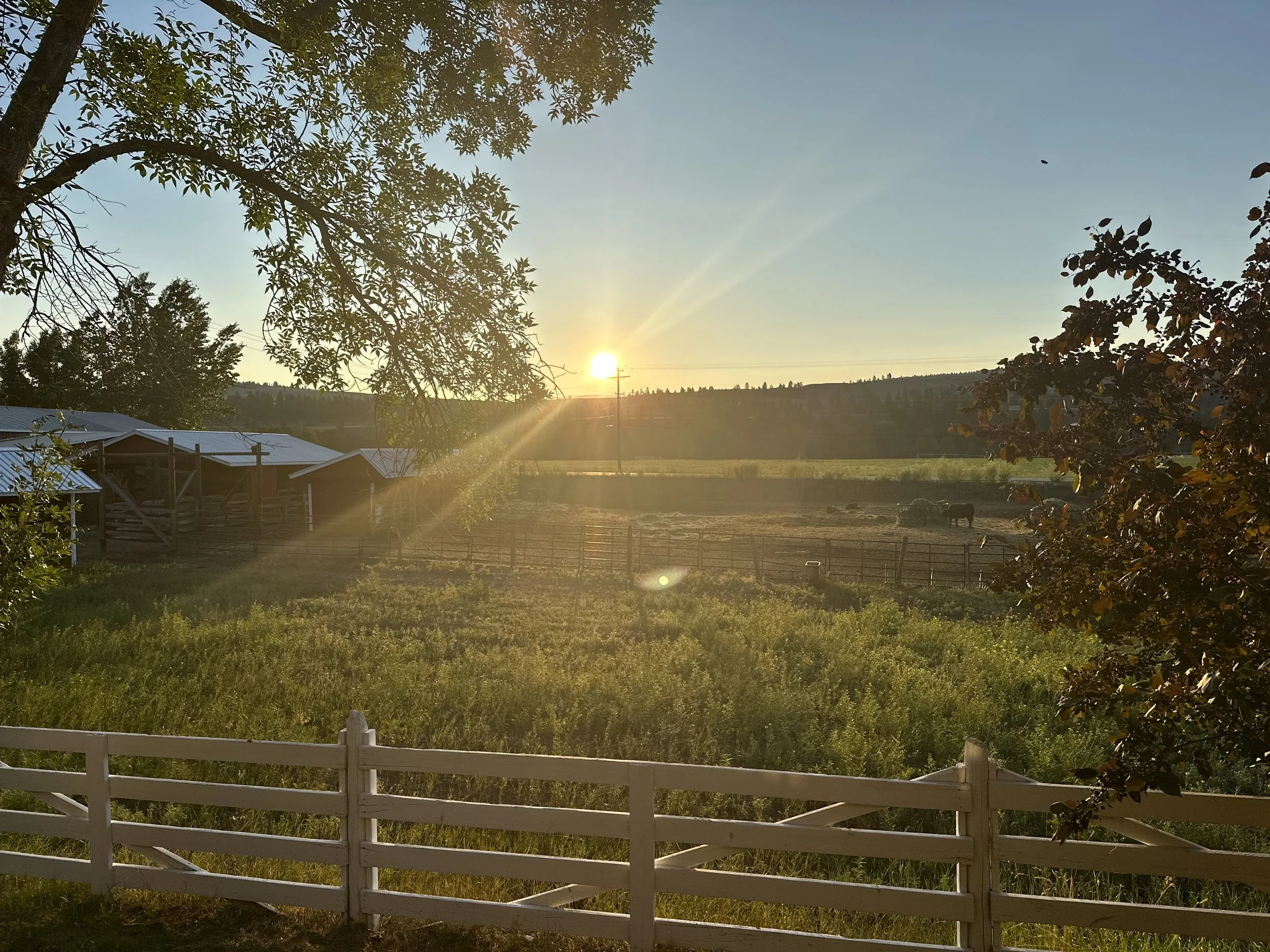 Cedar Creek Cattle Company