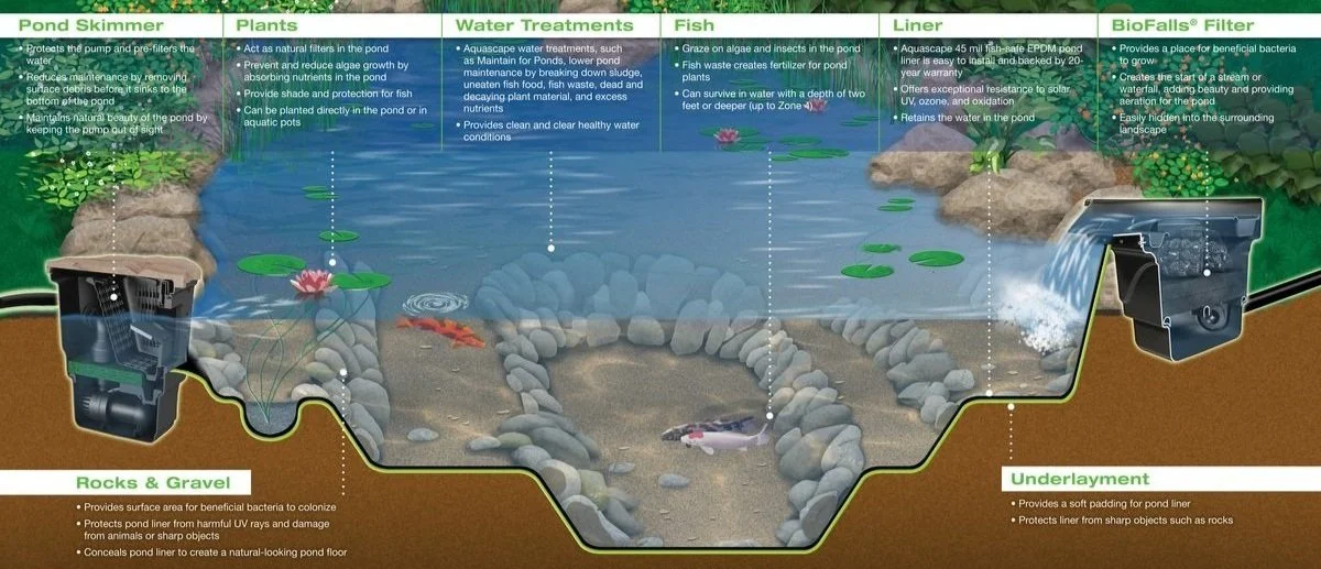 Ecosystem Ponds + Fish