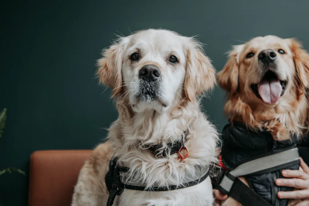 Guide to Dog Desexing | Tooronga Vets — Tooronga Veterinary Hospital